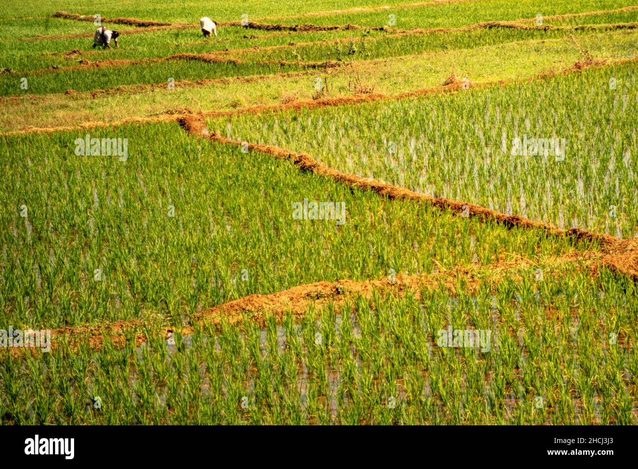 Beauty of rural Goa. High resolution intimate recollection of idyllic ...