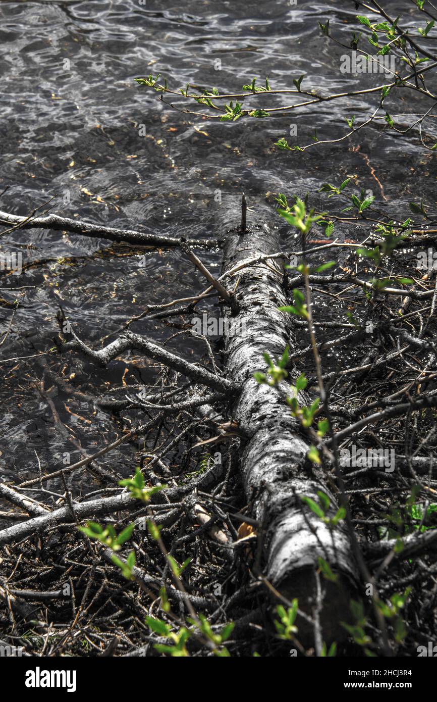Vertical shot of a cut tree in a river during the day Stock Photo - Alamy