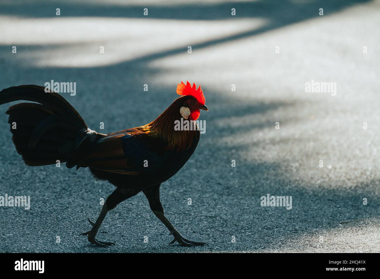 Closeup shot wild rooster hi-res stock photography and images - Alamy