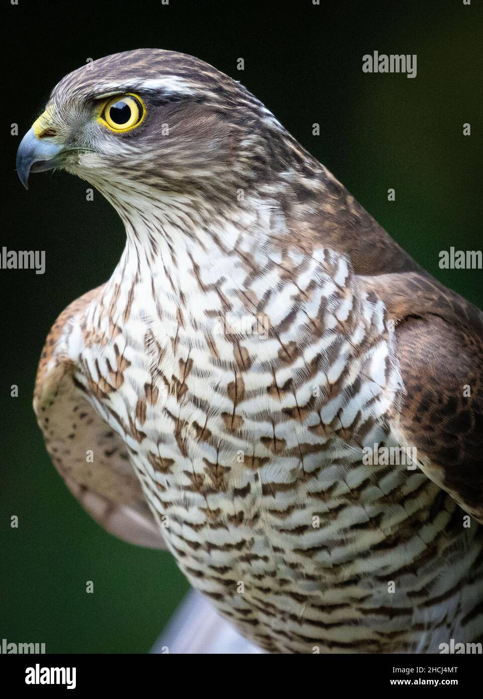 A Female Sparrow Hawk pictured at Esh Winning, County Durham Stock ...