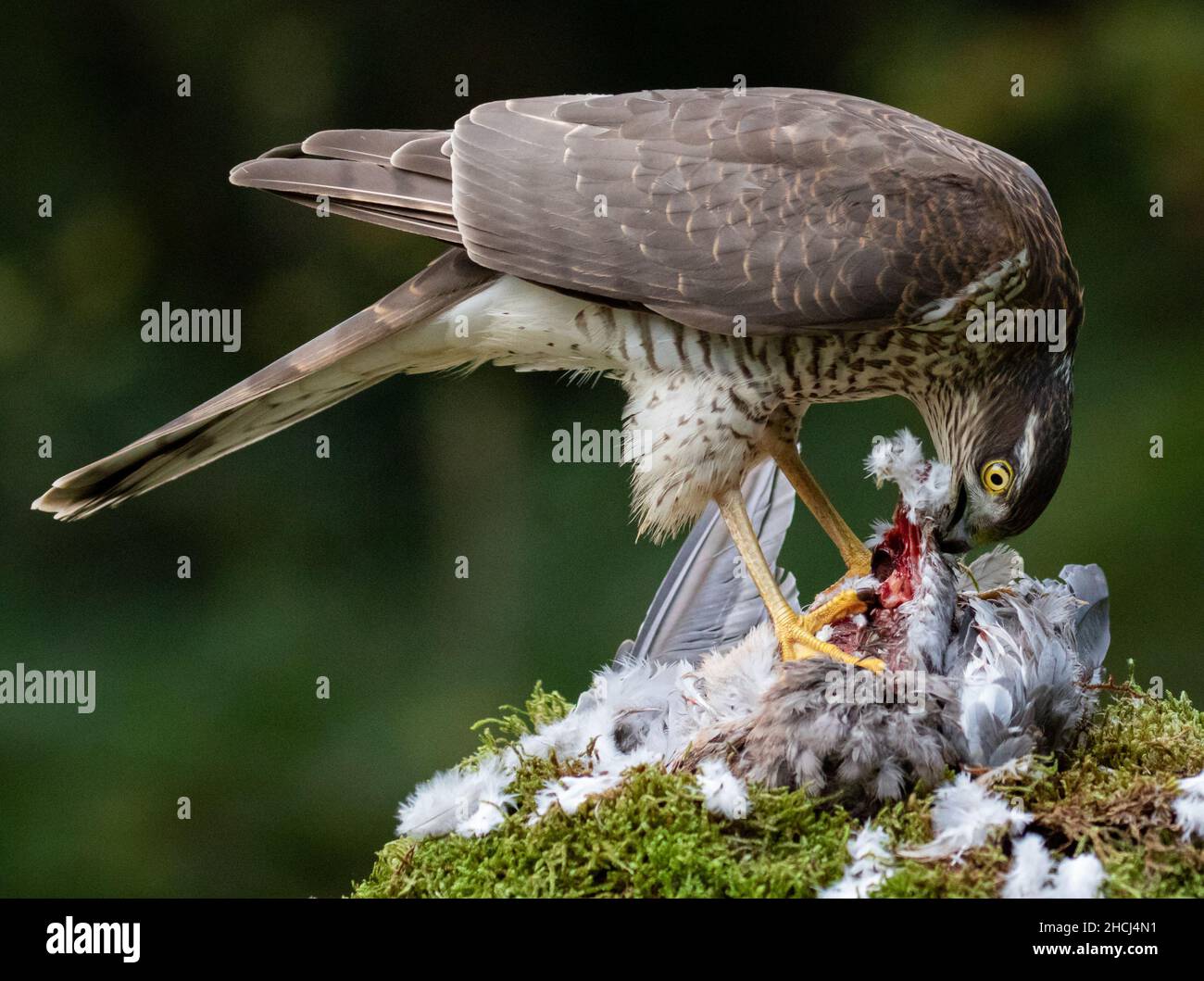 A Female Sparrow Hawk eating a pigeon shortly after catching it. Esh ...