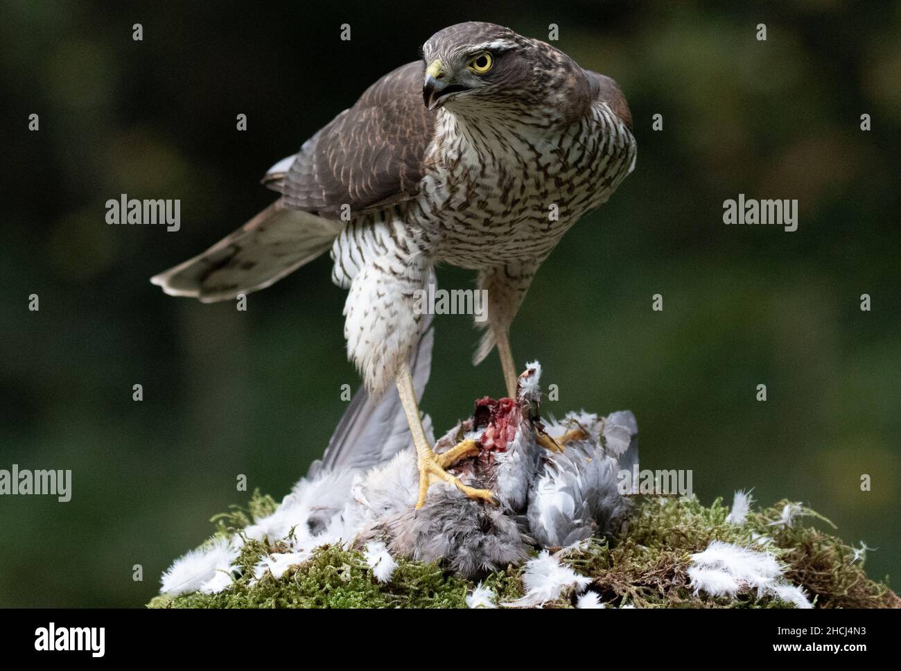 A Female Sparrow Hawk eating a pigeon shortly after catching it. Esh ...
