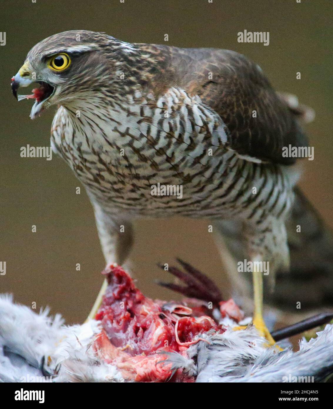 A Female Sparrow Hawk eating a pigeon shortly after catching it. Esh ...