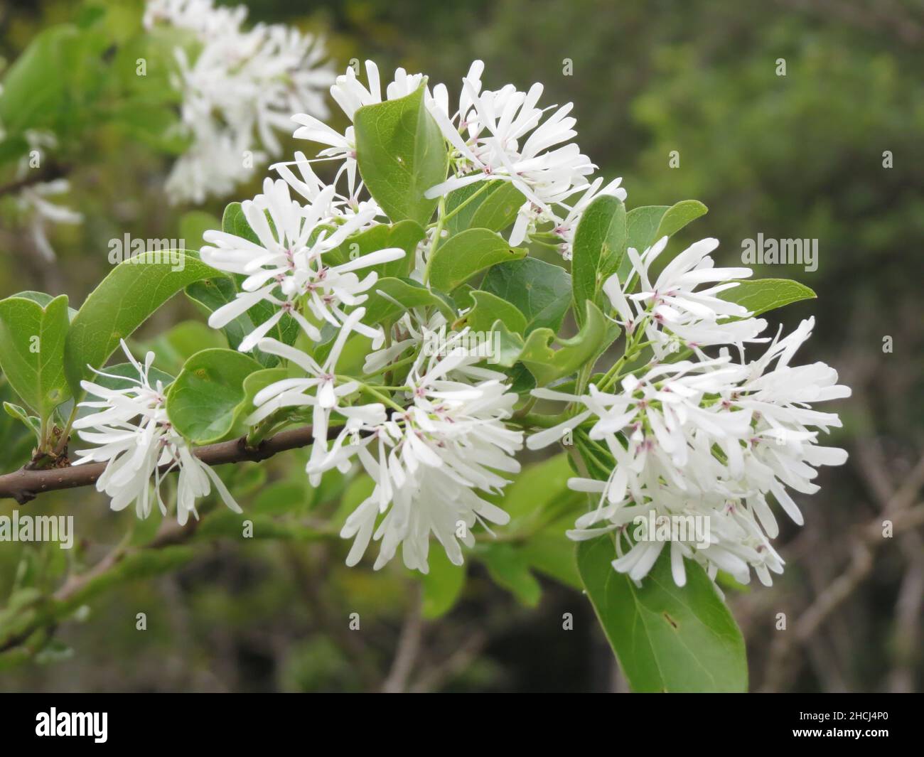 Fringetrees hi-res stock photography and images - Alamy