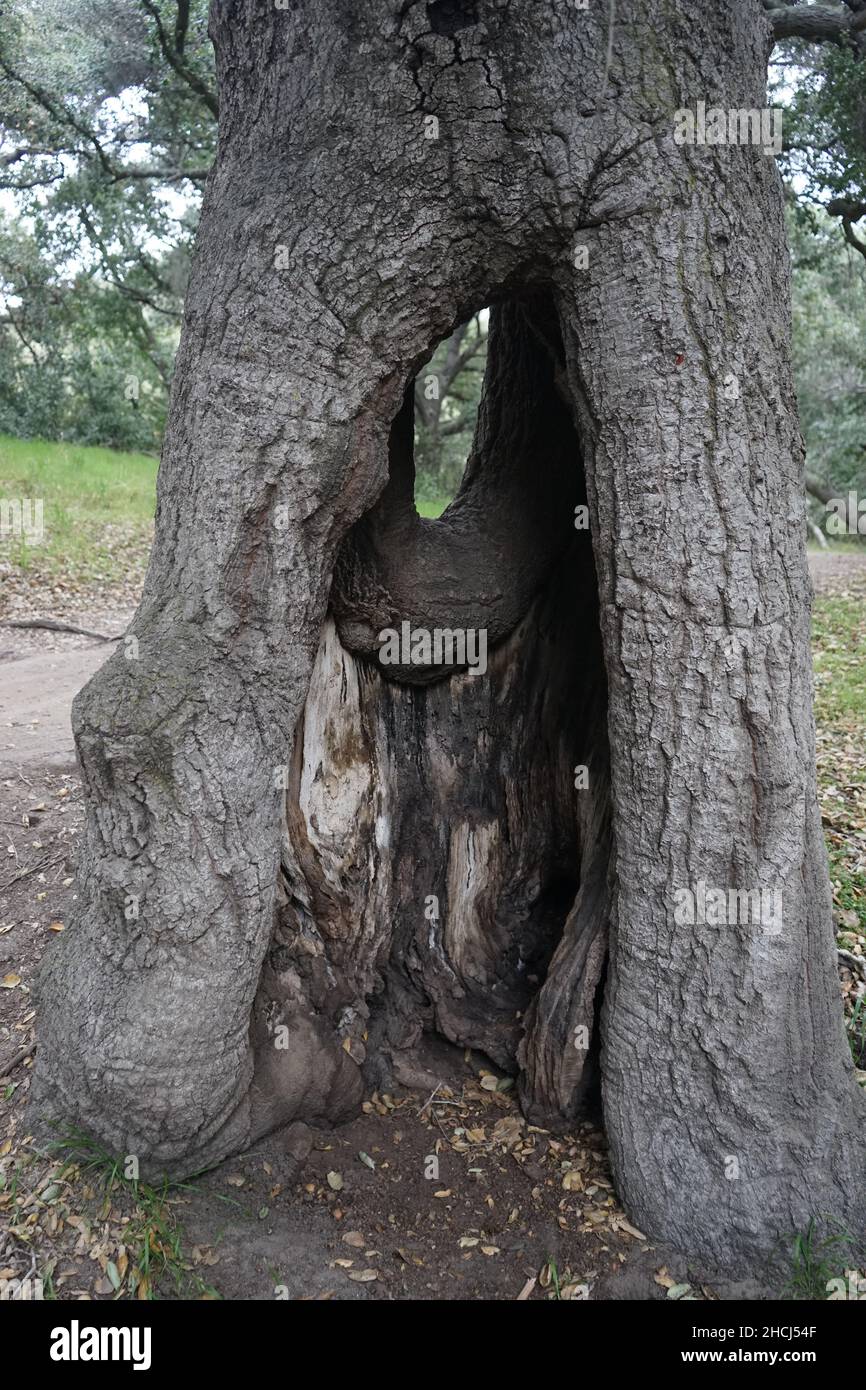 Big tree trunk with a hole in a forest Stock Photo - Alamy