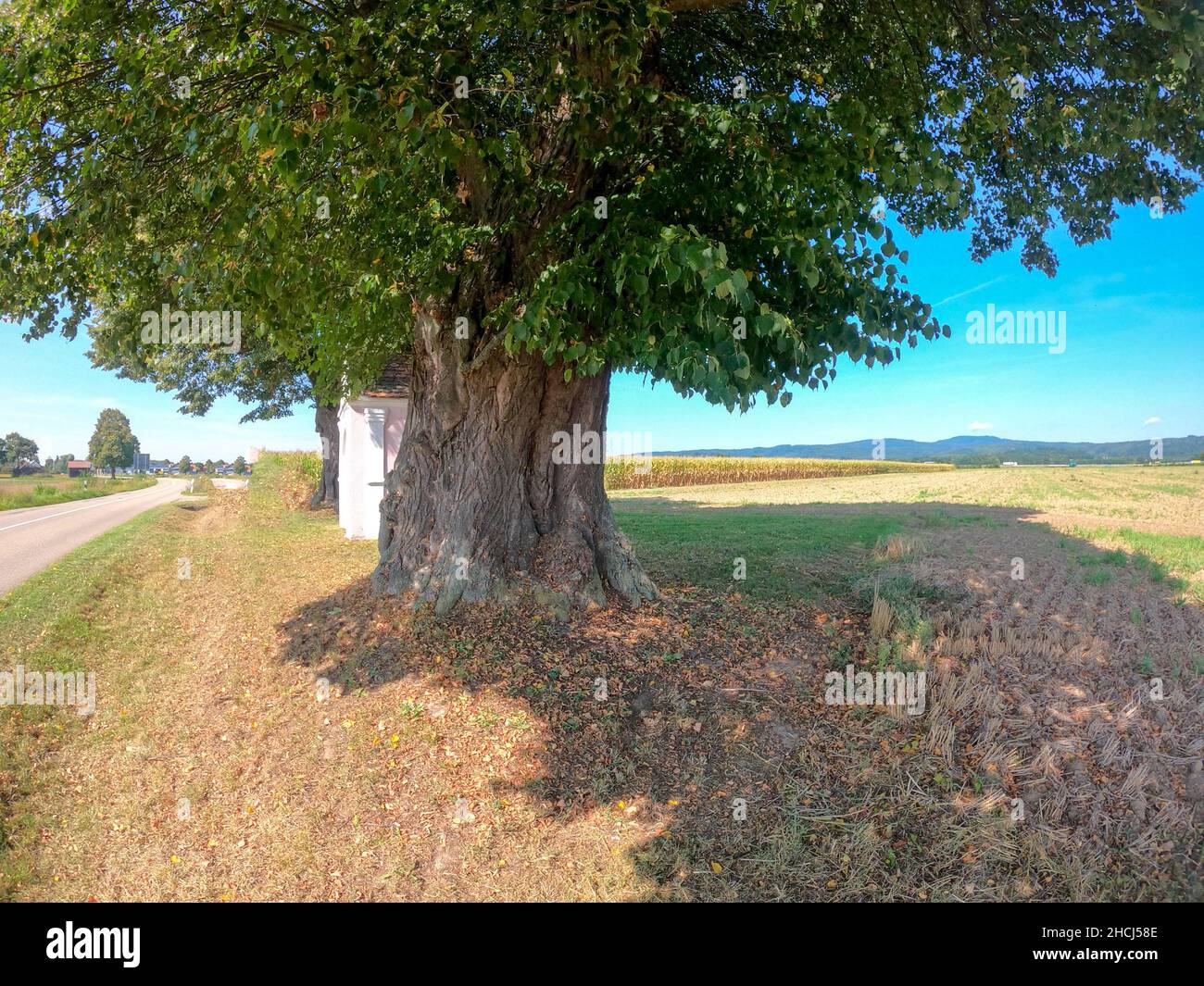 Landscape of a big tree making shadow on a sunny day in the flat dry ...