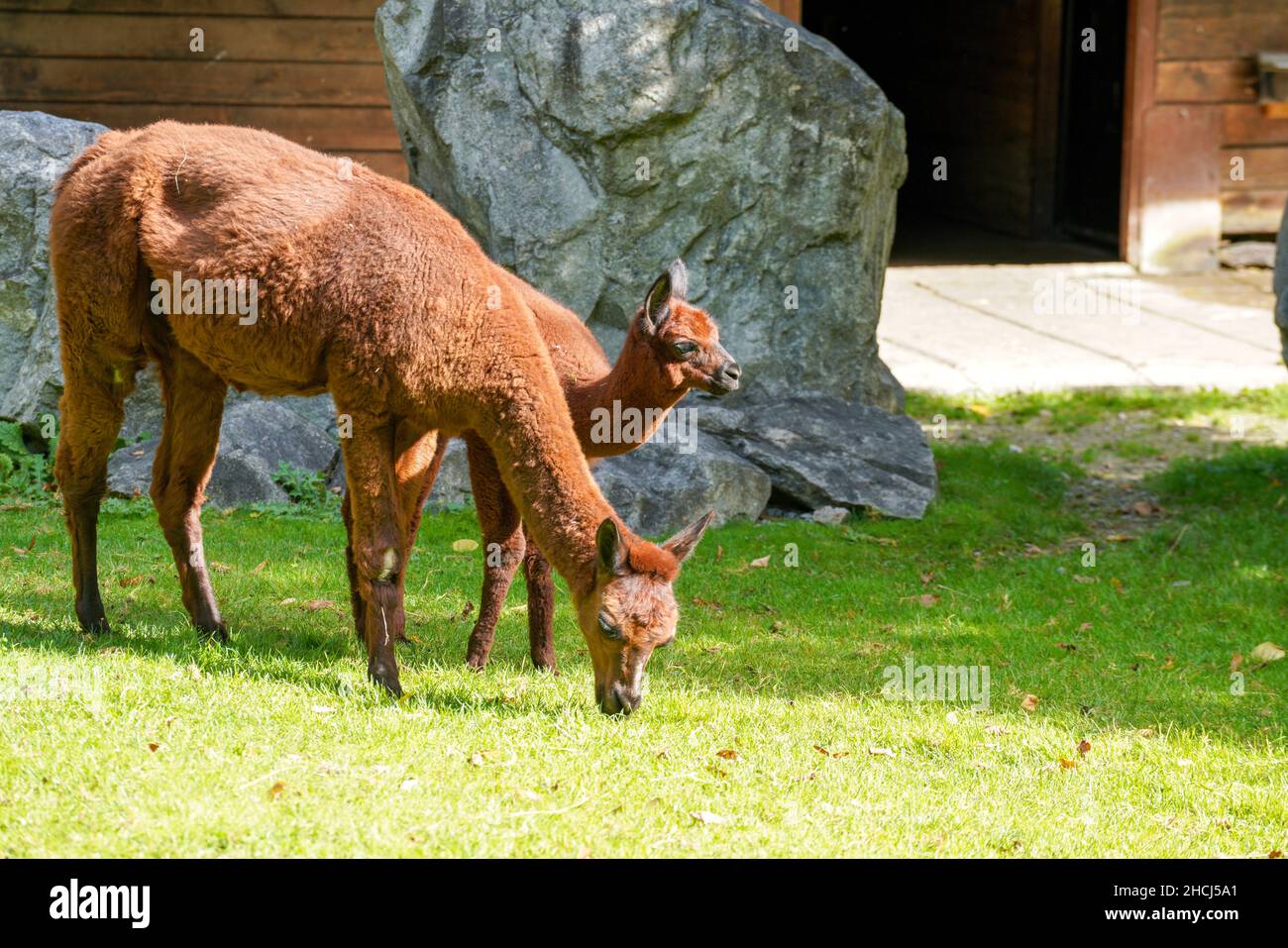 Two brown domestic alpacas pasturing in the farmhouse under the tree ...