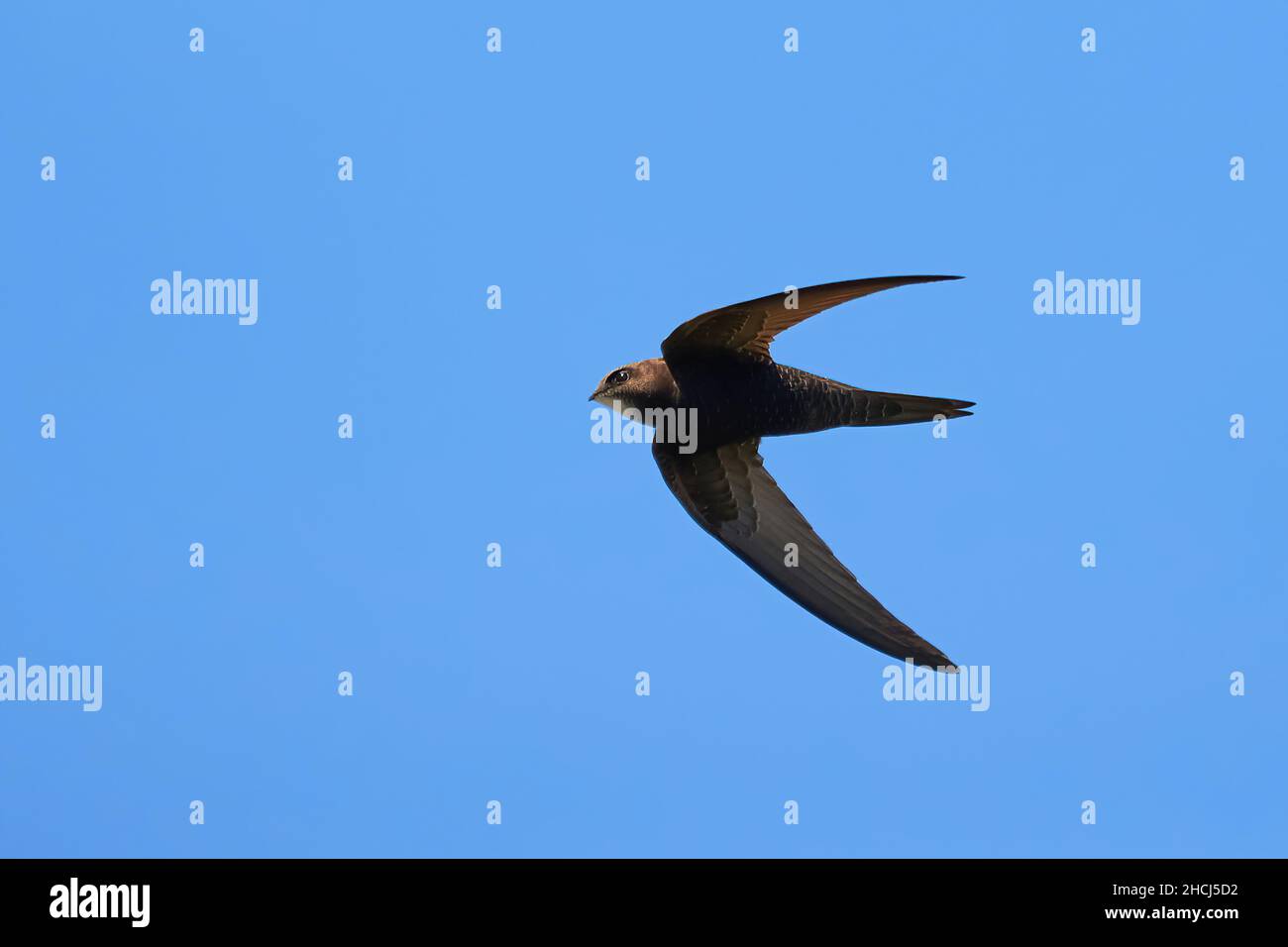 Common swift bird in flight (Apus apus Stock Photo - Alamy