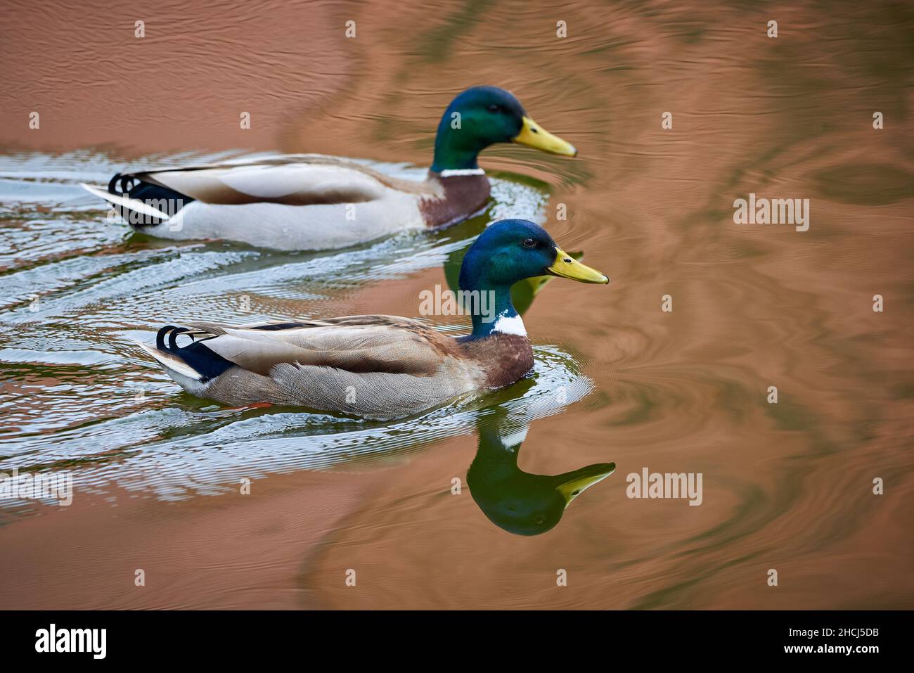 Two Mallard Male Ducks swimming in a lake ( Anas platyrhynchos Stock ...