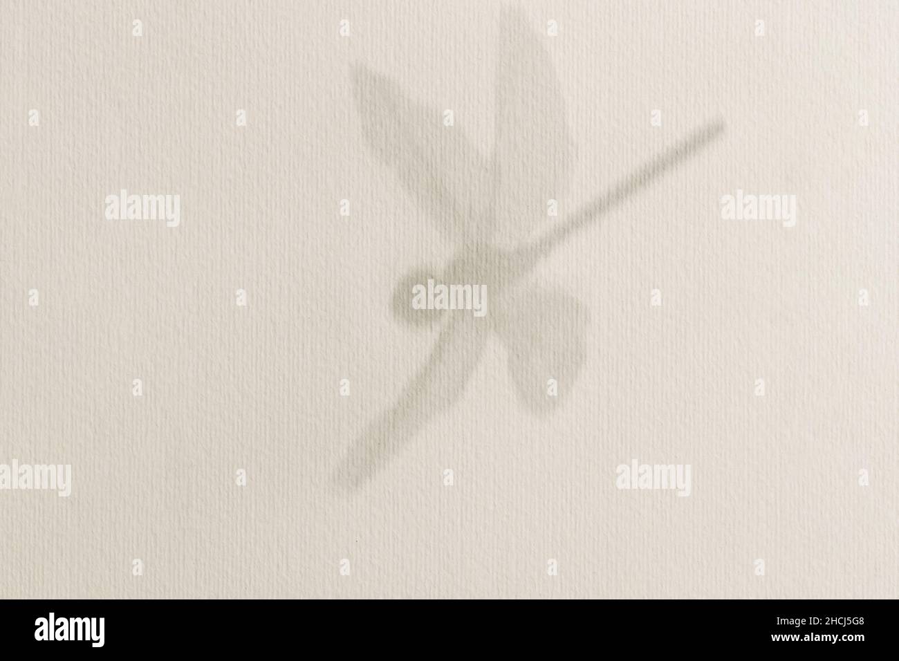 Dragonfly in flight close-up, shadow on wall in sunny day. Soft pastel ...