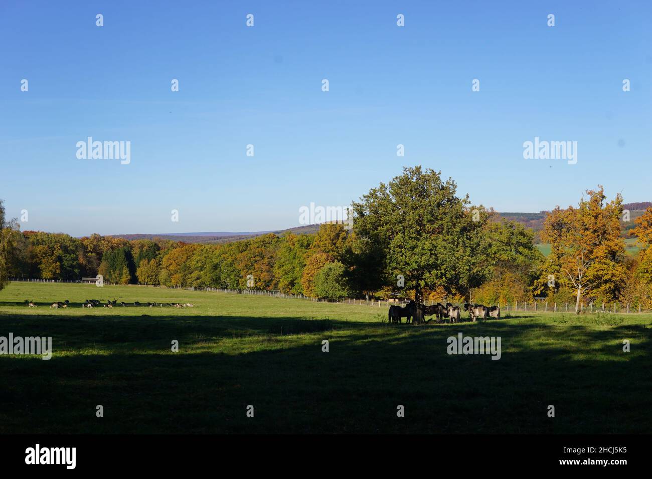 Beautiful farm field with a main tree infront, surrounded by animals ...