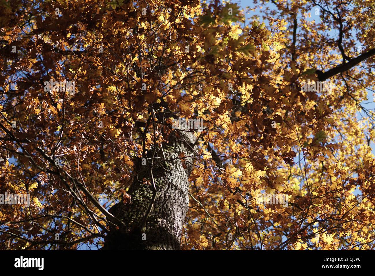 Beautiful oak tree hi-res stock photography and images - Alamy