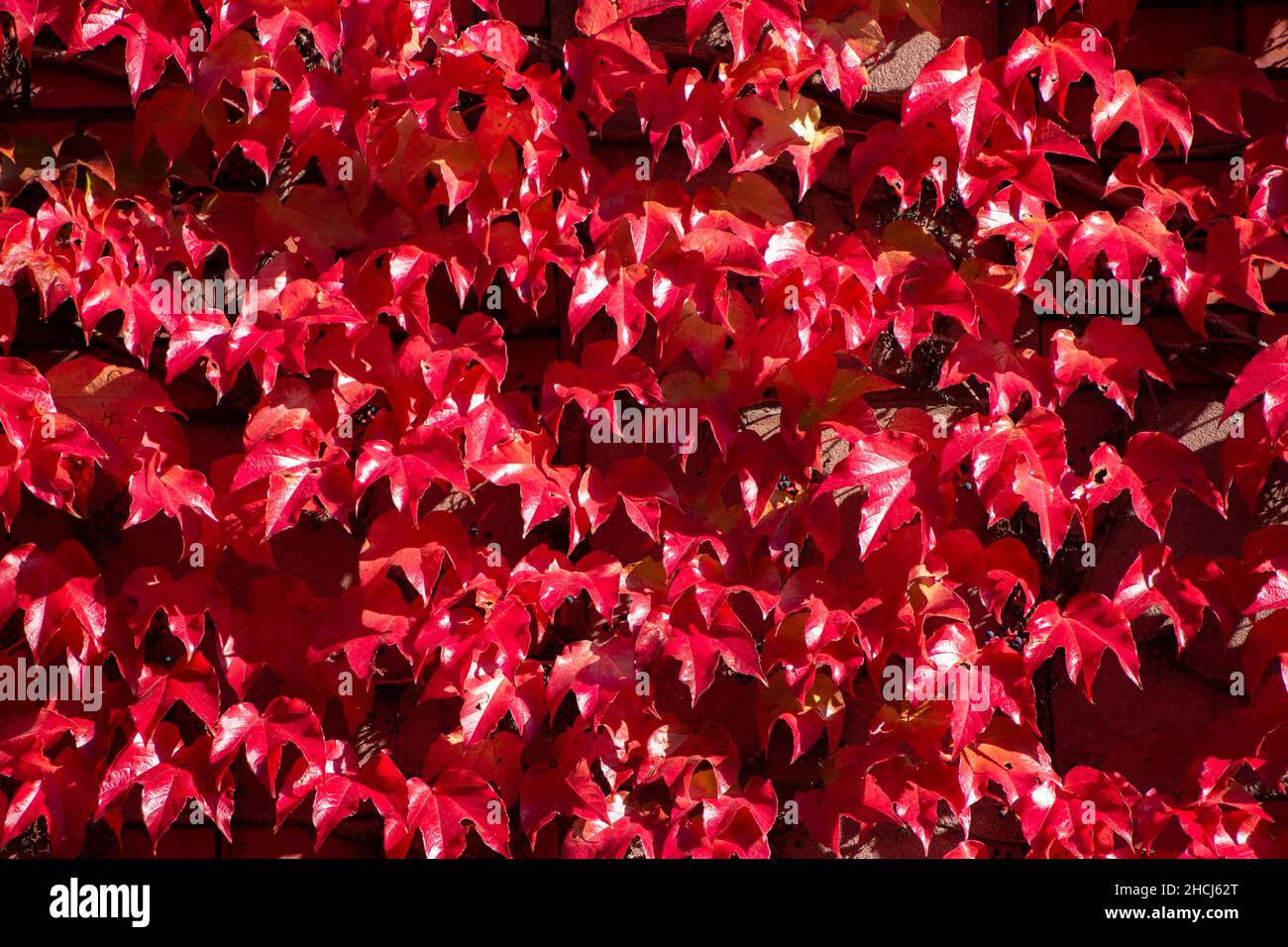 Ivy red leaves hi-res stock photography and images - Alamy
