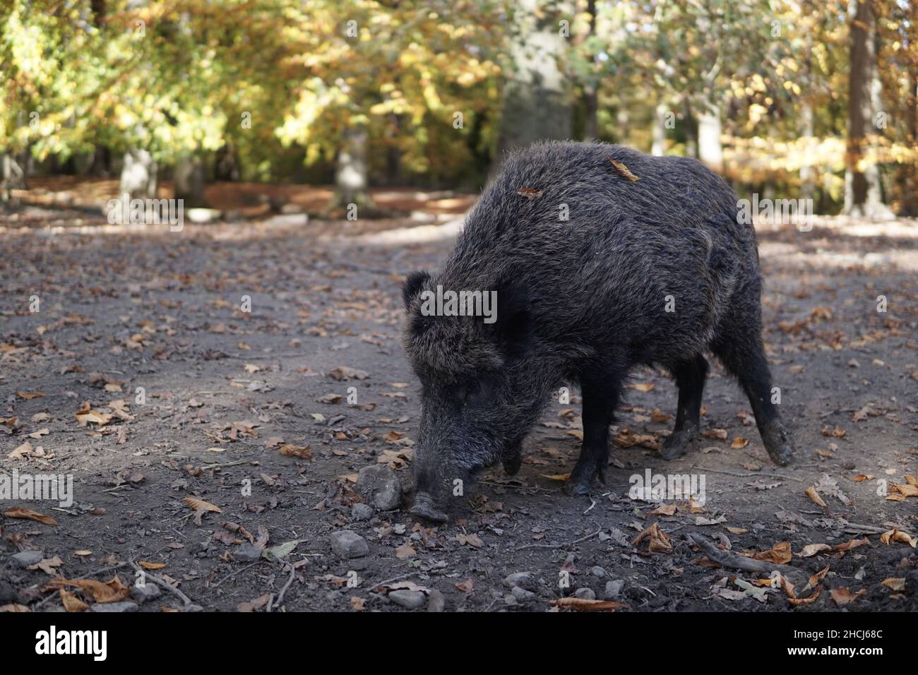 Happy wild boar hi-res stock photography and images - Alamy