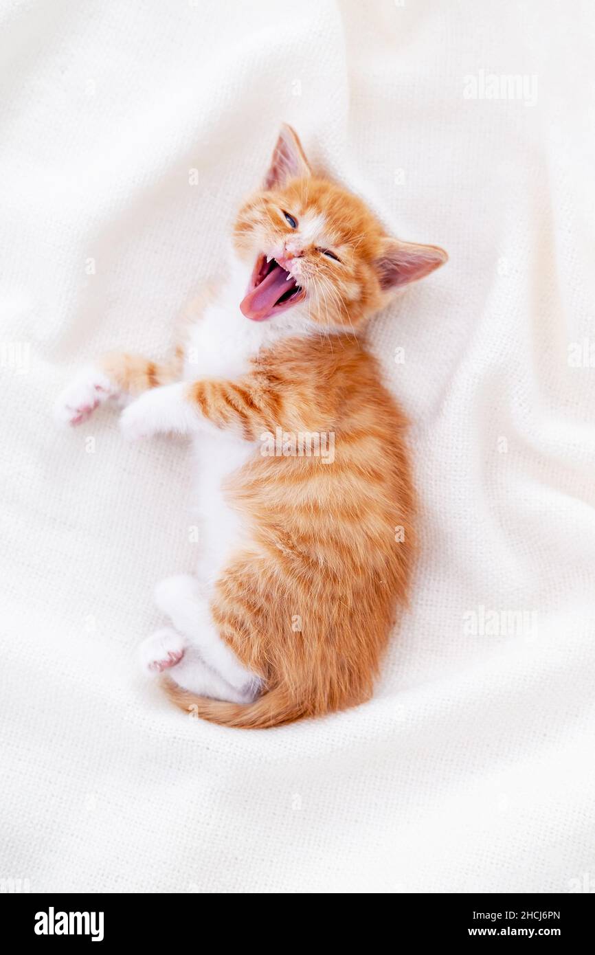 Cute striped ginger kitten yawn sleeping lying white blanket on bed. Concept of adorable little ...