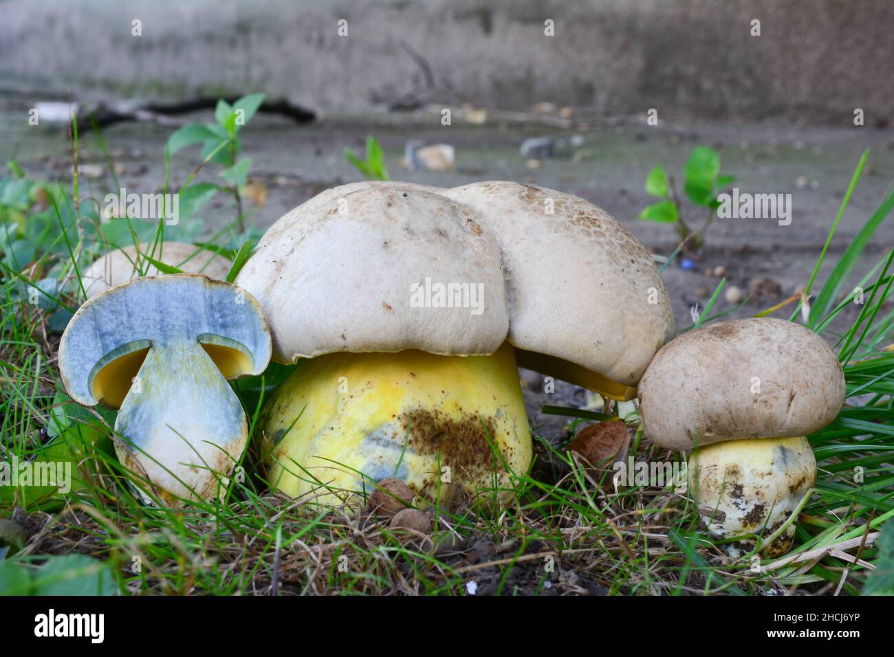 Caloboletus radicans, or Rooting bolete or Whitish bolete, two specimen ...