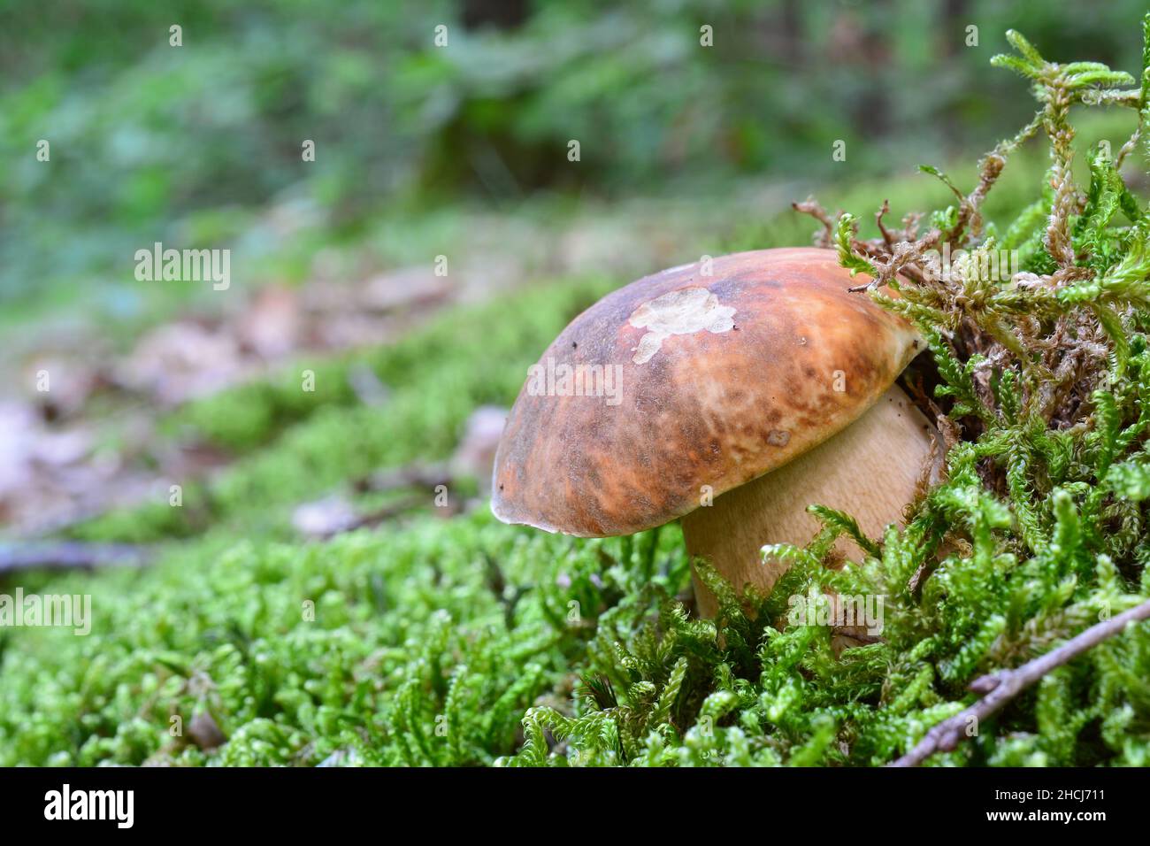 Beautiful, young specimen of Boletus aereus or Bronze bolete, or Dark ...