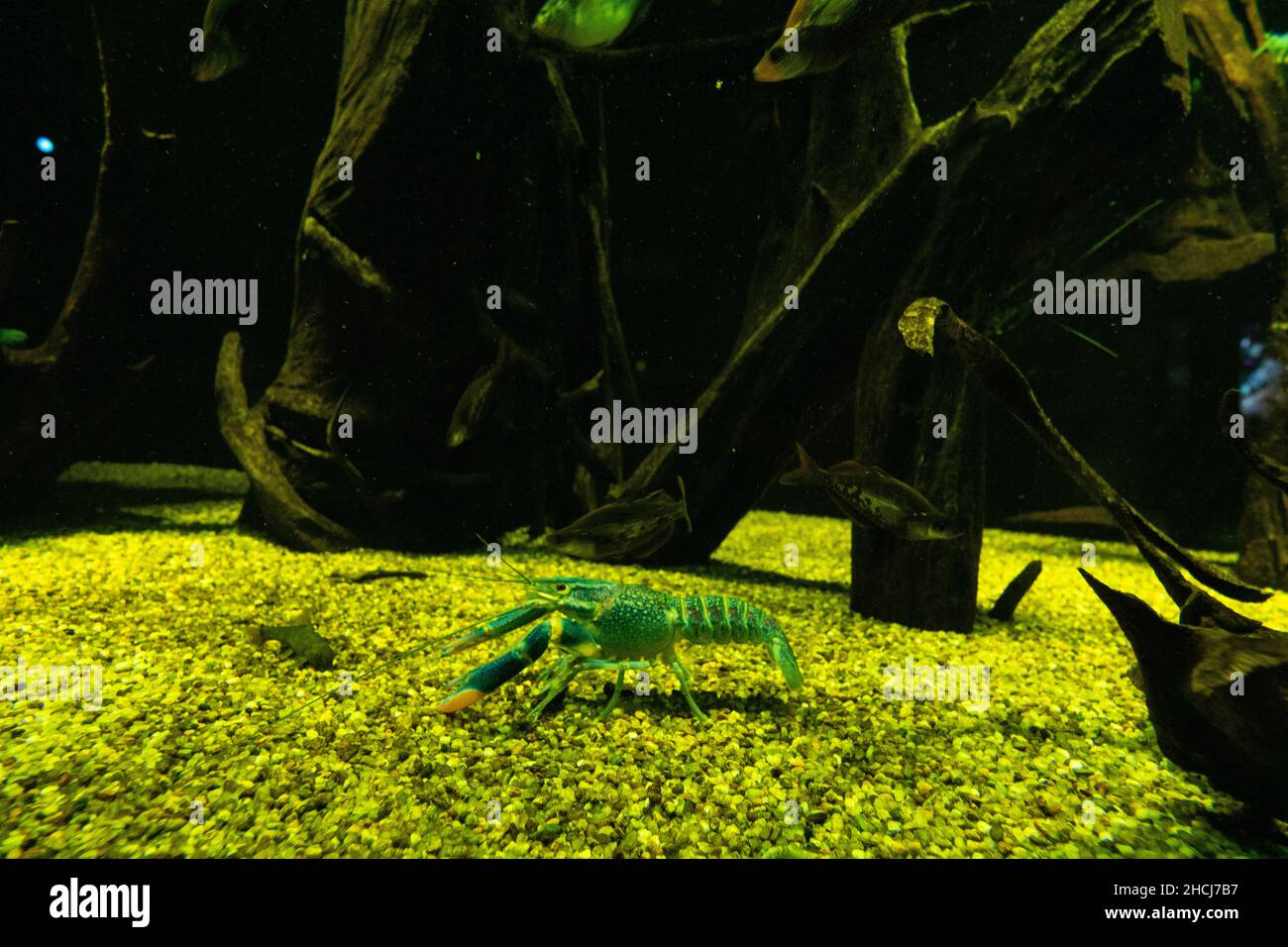 Small astacidea in an aquarium Stock Photo - Alamy