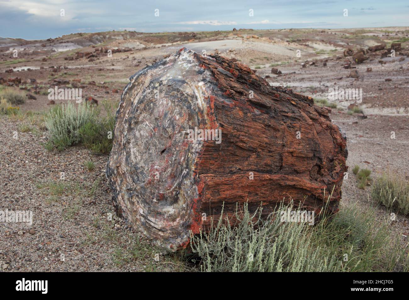 Fossilized tree trunks at the Crystal Forest, Petrified Forest National ...