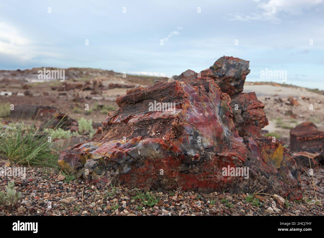 Fossilized tree trunks at the Crystal Forest, Petrified Forest National ...