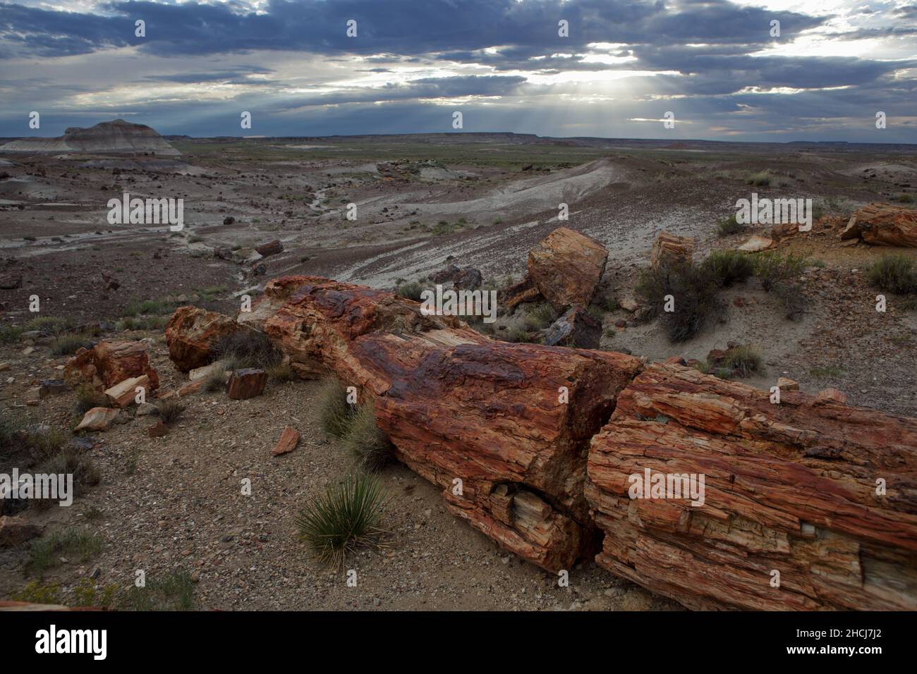 Fossilized tree trunks at the Crystal Forest, Petrified Forest National ...