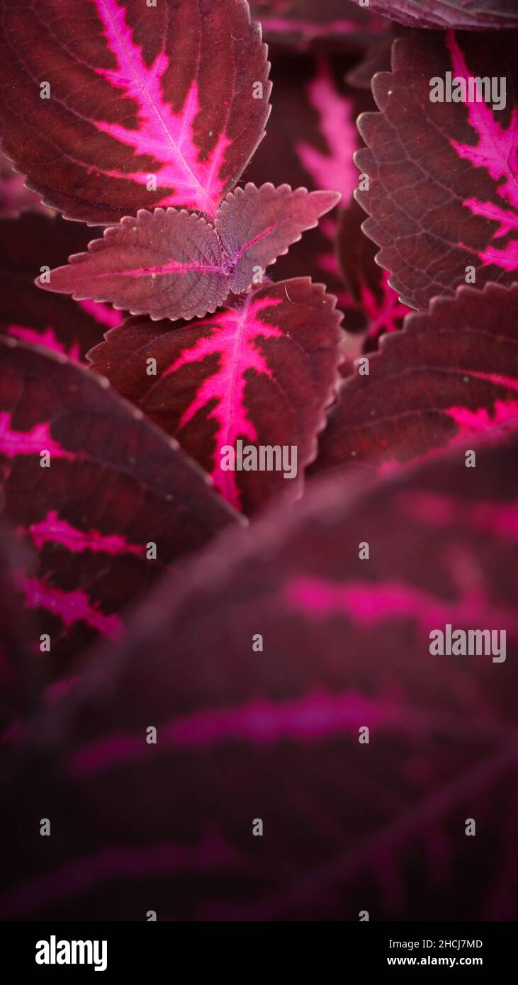 dark pink and purple crowded coleus plant leaves Stock Photo - Alamy