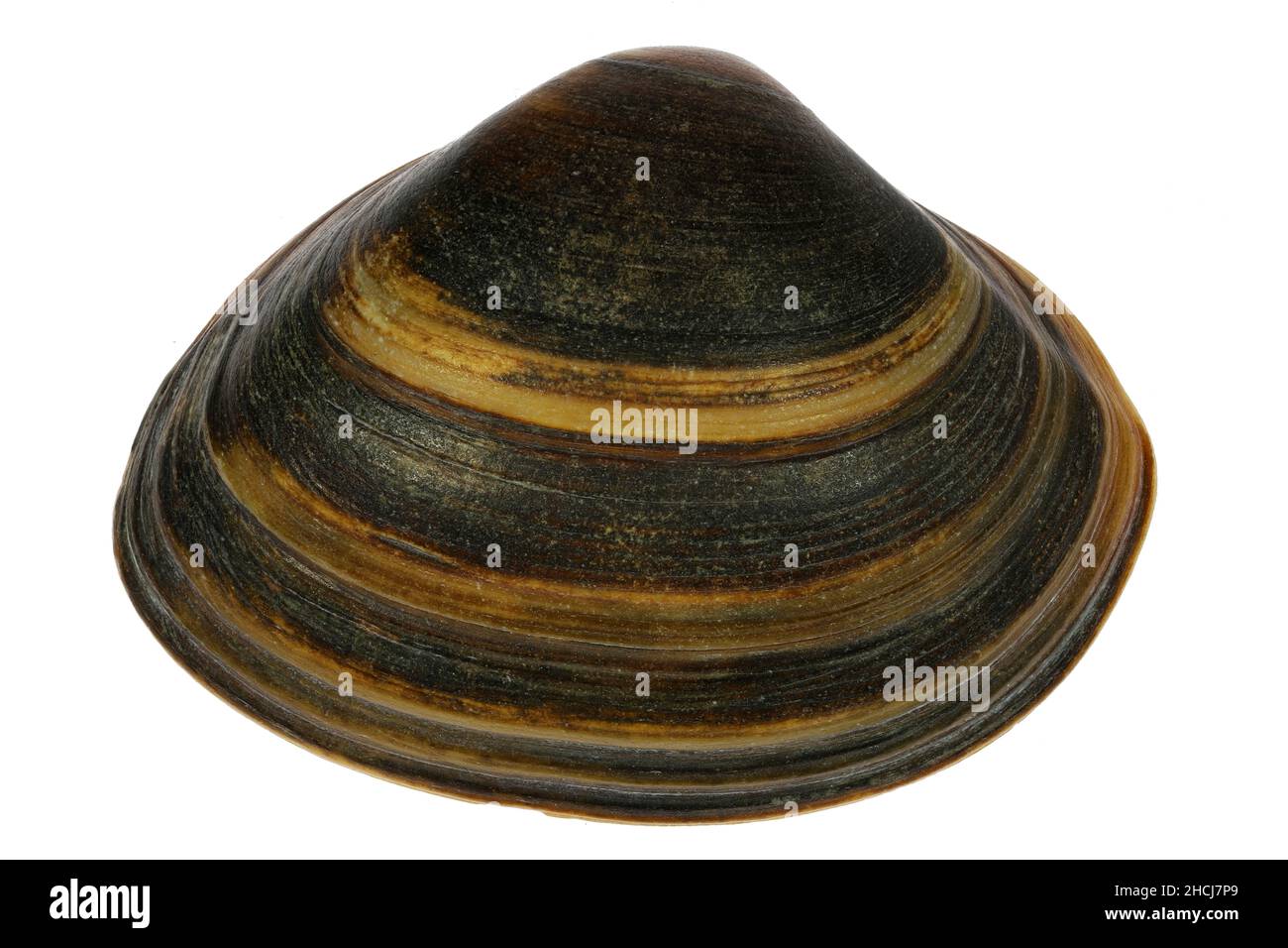thick trough shell (Spisula solida) from the Dutch North Sea coast ...