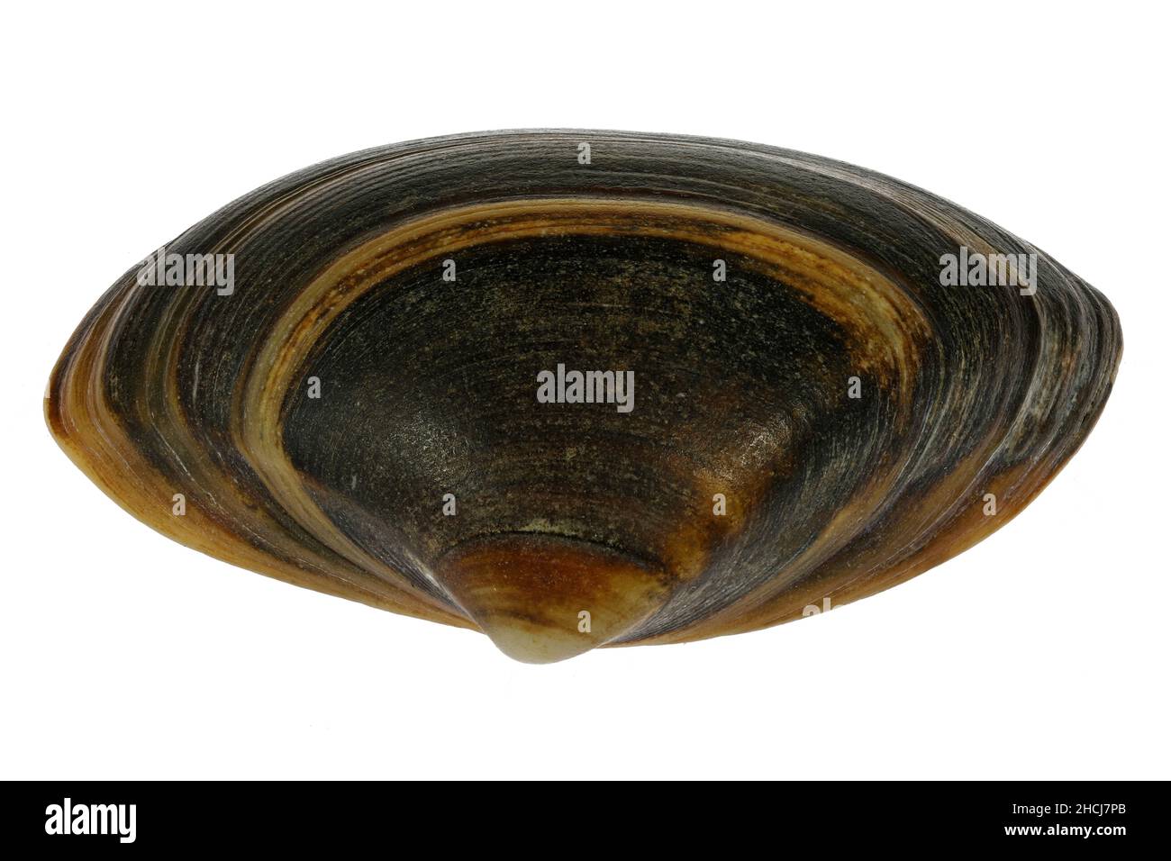 thick trough shell (Spisula solida) from the Dutch North Sea coast ...