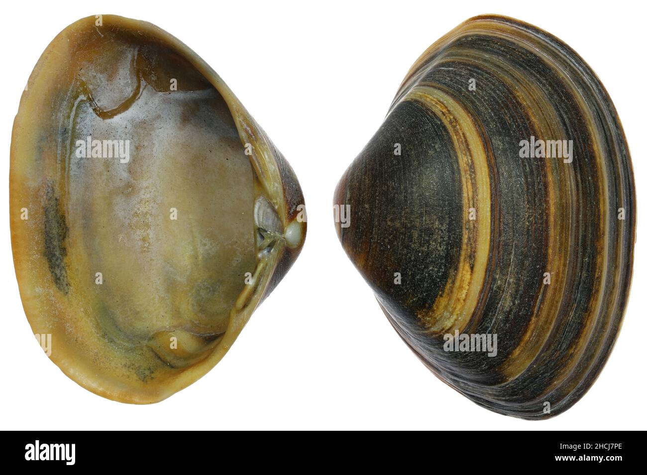 thick trough shell (Spisula solida) from the Dutch North Sea coast ...