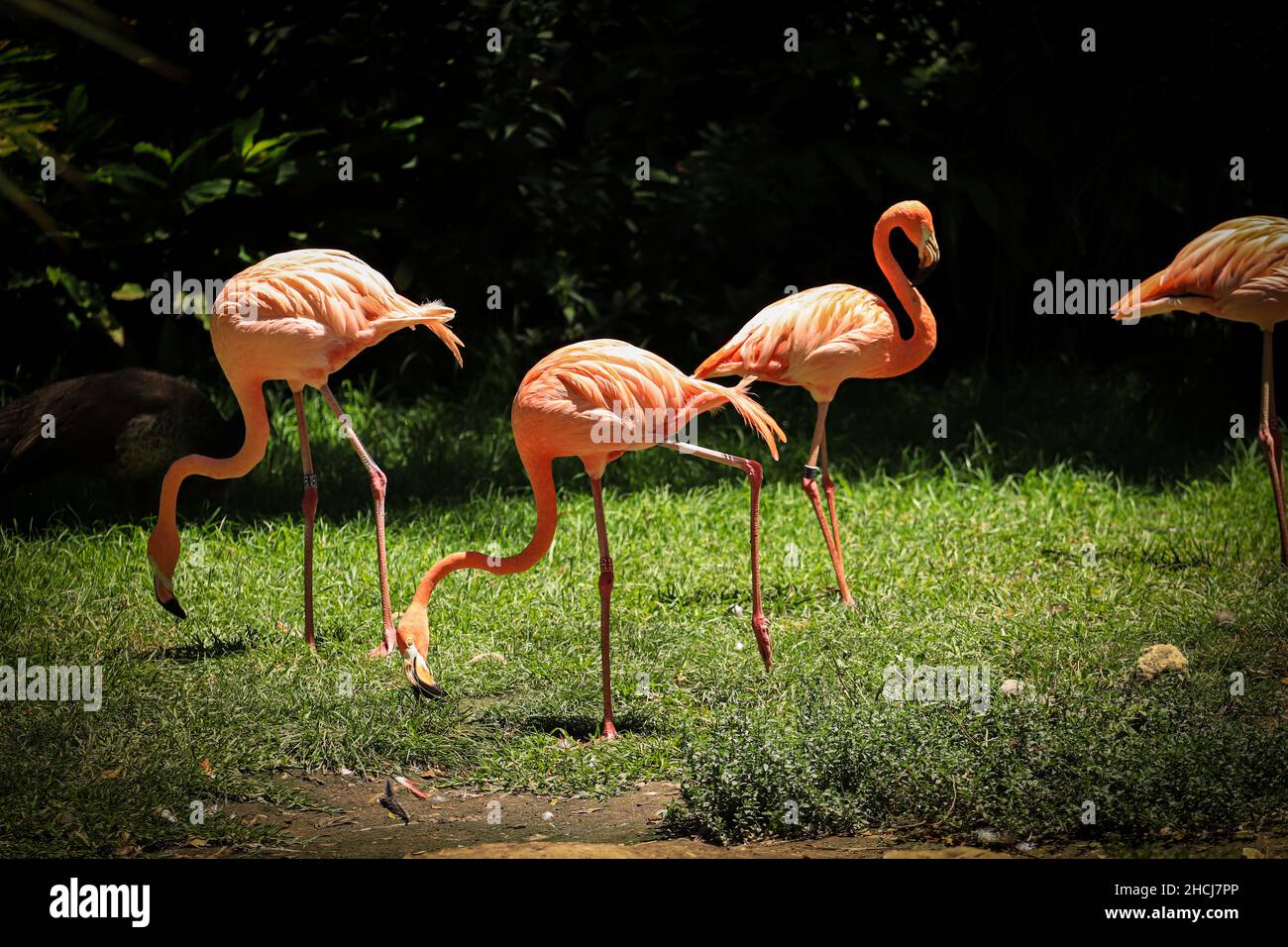 Bend their necks hi-res stock photography and images - Alamy