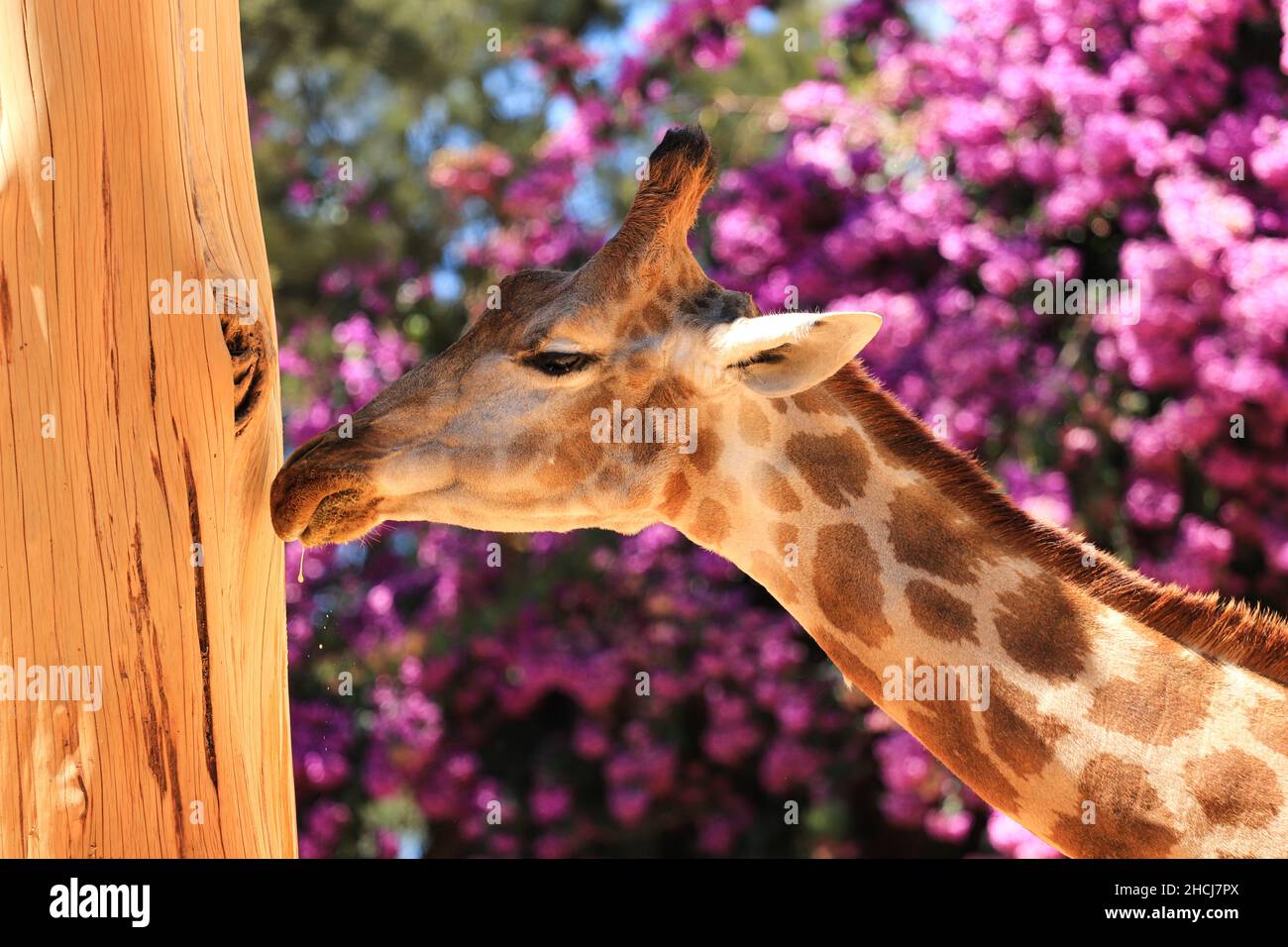 Closeup of a giraffe stretching out its neck to the tree nest in a ...