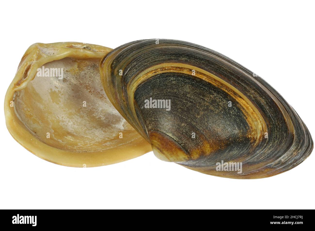 thick trough shell (Spisula solida) from the Dutch North Sea coast ...