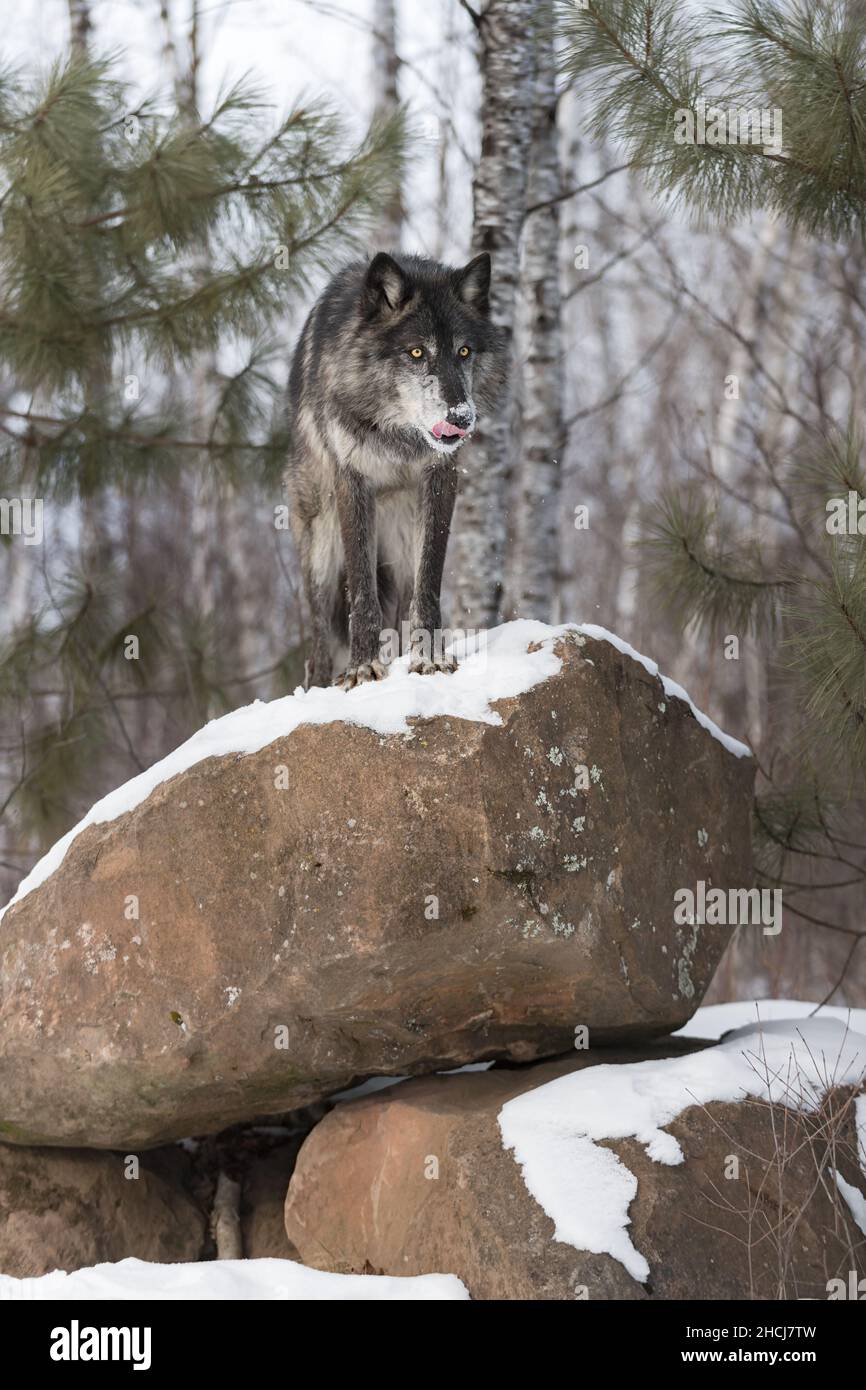 Black Phase Grey Wolf (Canis lupus) Stands Atop Rock Tongue Out Winter ...