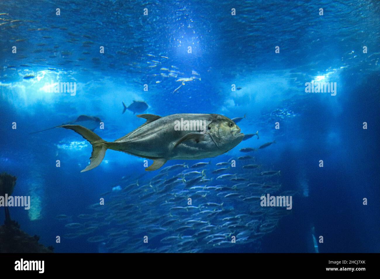 Xareu fish hi-res stock photography and images - Alamy