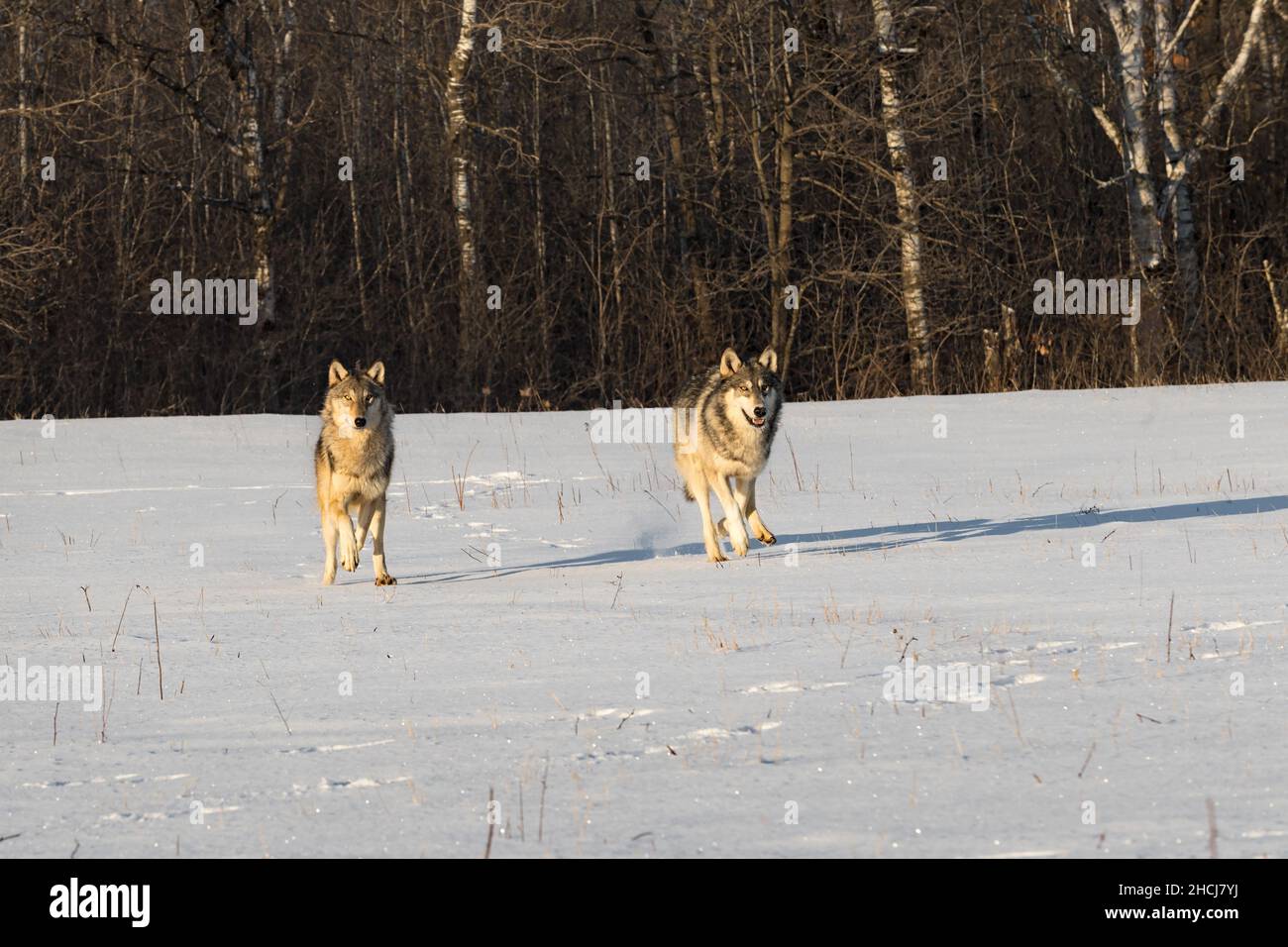 Two Grey Wolves (Canis lupus) Run Forward Together in Snowy Field ...
