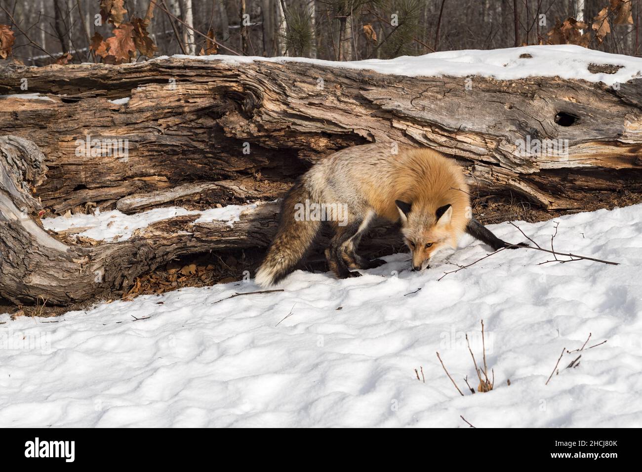 Amber Phase Red Fox (Vulpes vulpes) Turns to Sniff by Log Winter ...