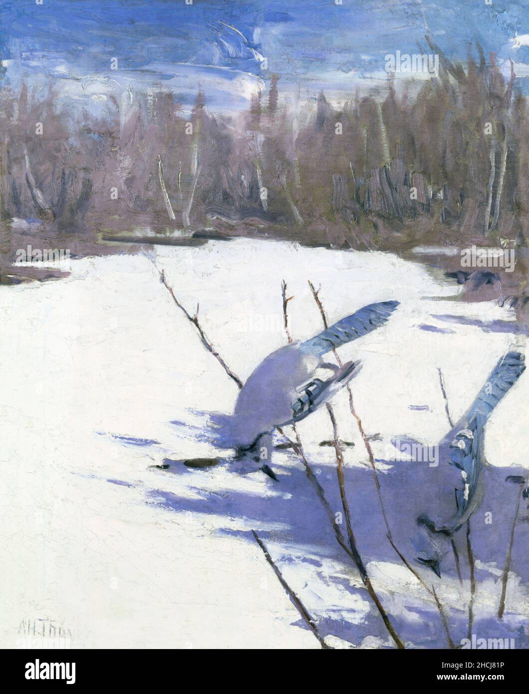Blue Jays in Winter, study for book Concealing Coloration in the Animal ...