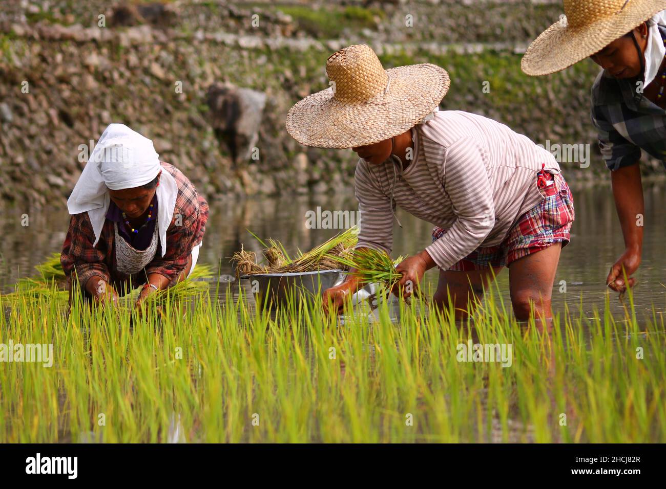 Southeast Asian women growing rice in the terrace in Tinglayan, the ...