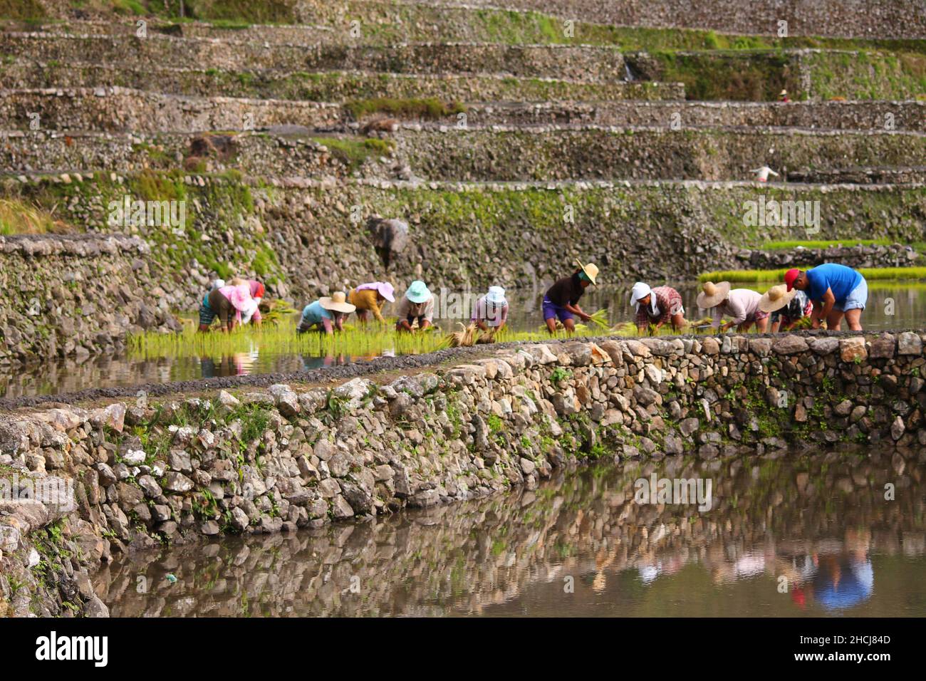 People in Kalinga Province, the Philippines growing rice in the ...