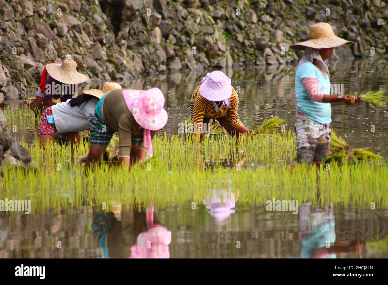 Filipino Farmers Planting Rice By Hand In Tinglayan The Philippines
