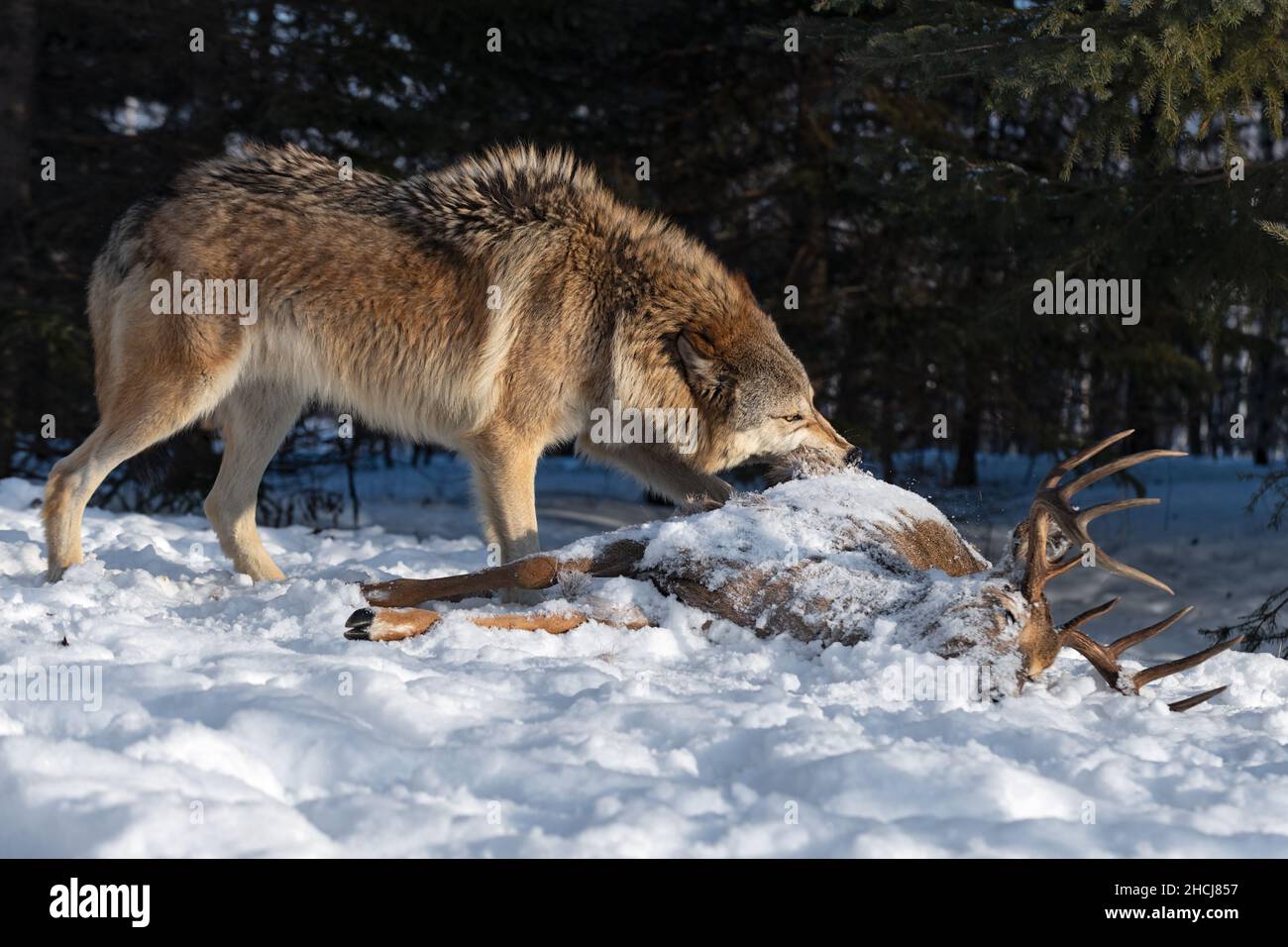 Gray wolf bite hi-res stock photography and images - Alamy
