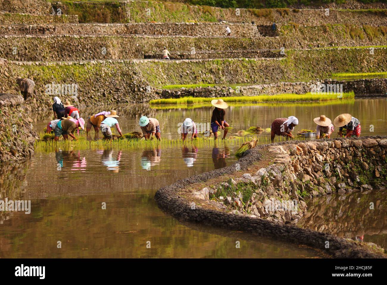 Southeast Asian people planting rice by hand in Kalinga Province, the ...