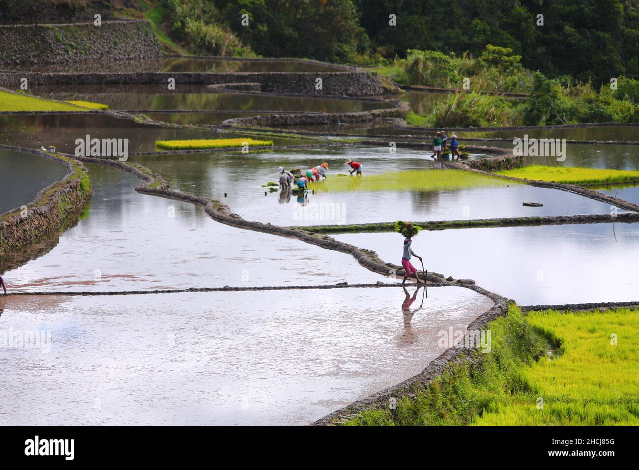 Southeast Asian farmers planting rice in terraces in Kalinga Province ...