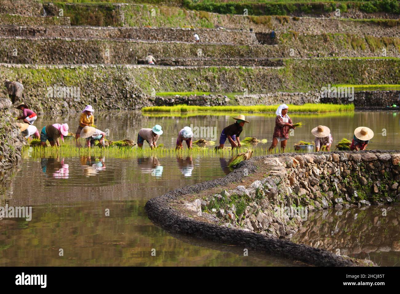 Southeast Asian farmers growing rice by hand in the veranda in Kalinga ...