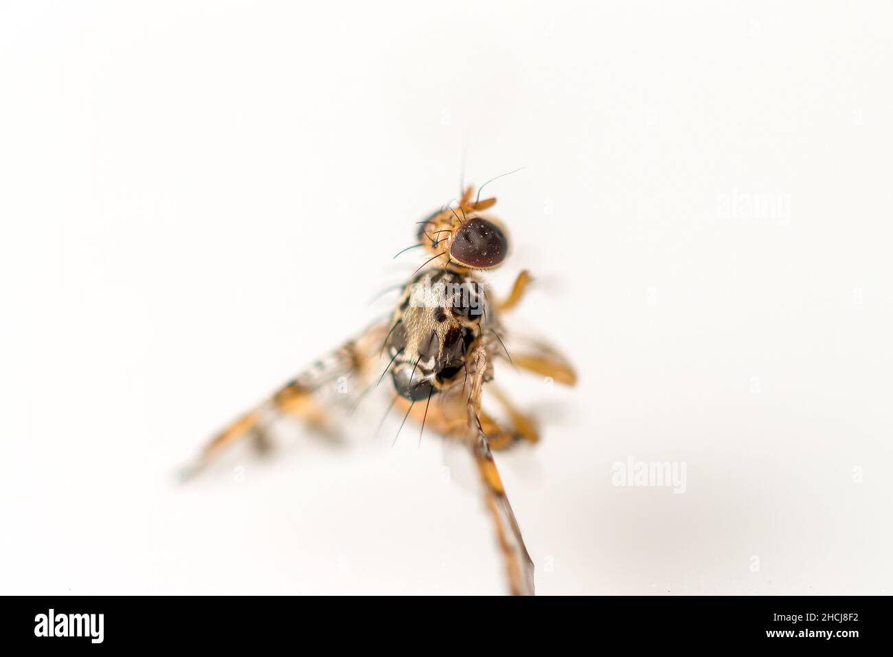 Macro shot of a ceratitis capitata (mediterranean fruit fly) on a white ...