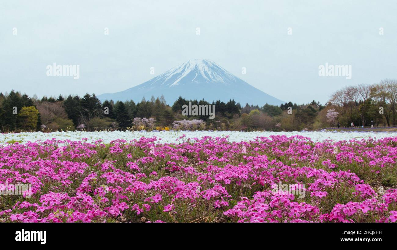 Autum Flower Festival in Five Lake Mount Fuji Stock Photo - Alamy