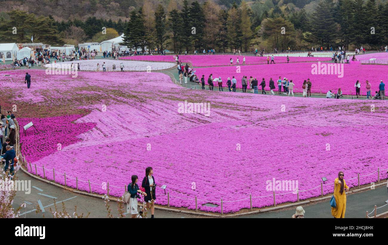 Autum Flower Festival in Five Lake Mount Fuji Stock Photo - Alamy