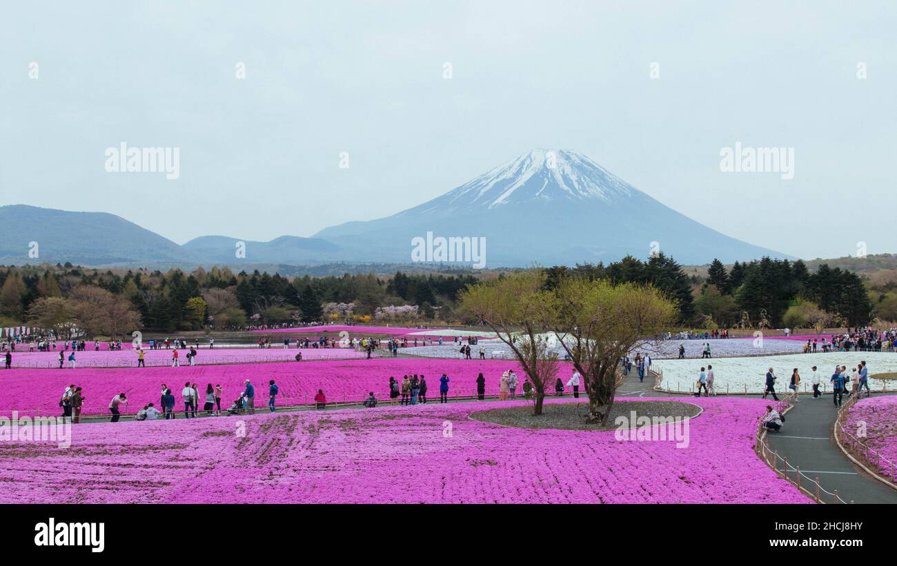 Autum Flower Festival in Five Lake Mount Fuji Stock Photo - Alamy