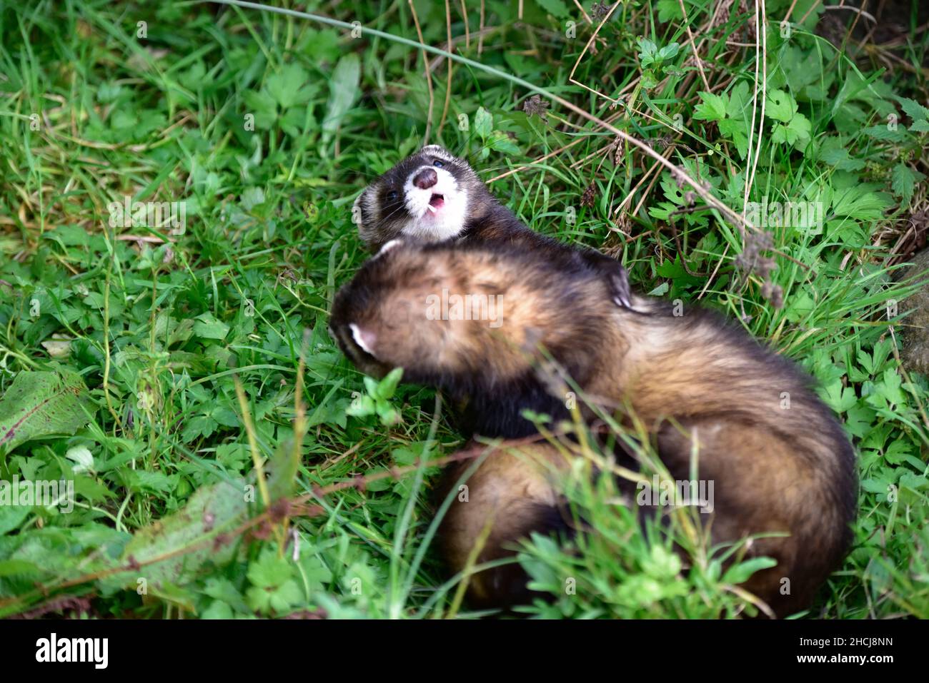 Iltisse.Mustela putorius.European polecat Stock Photo - Alamy