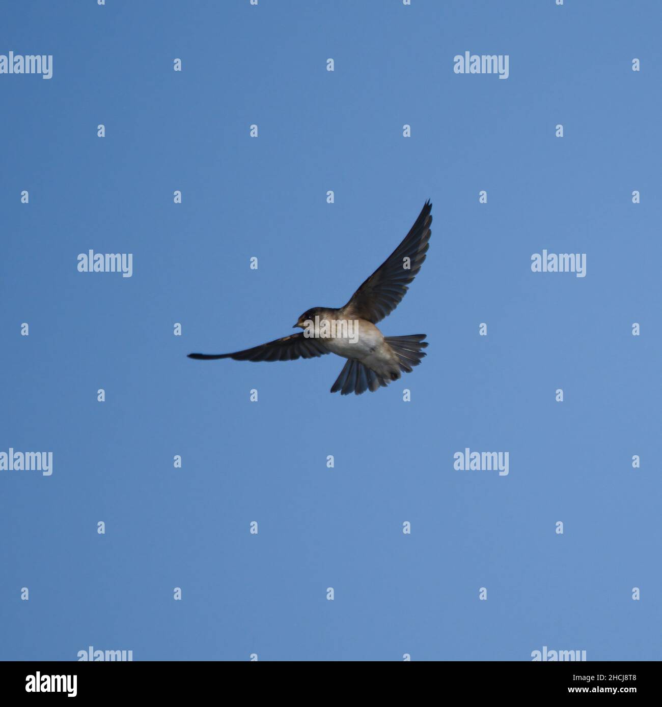 Tree Martin ( Hirundo nigricans ) flying, Queensland, Australia Stock ...